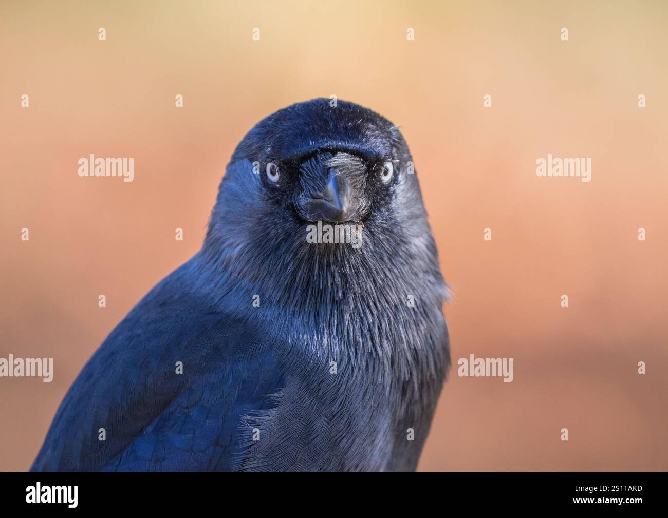 An intimate head shot of a Jackdaw (Coloeus monedula) on a clear sunset ...