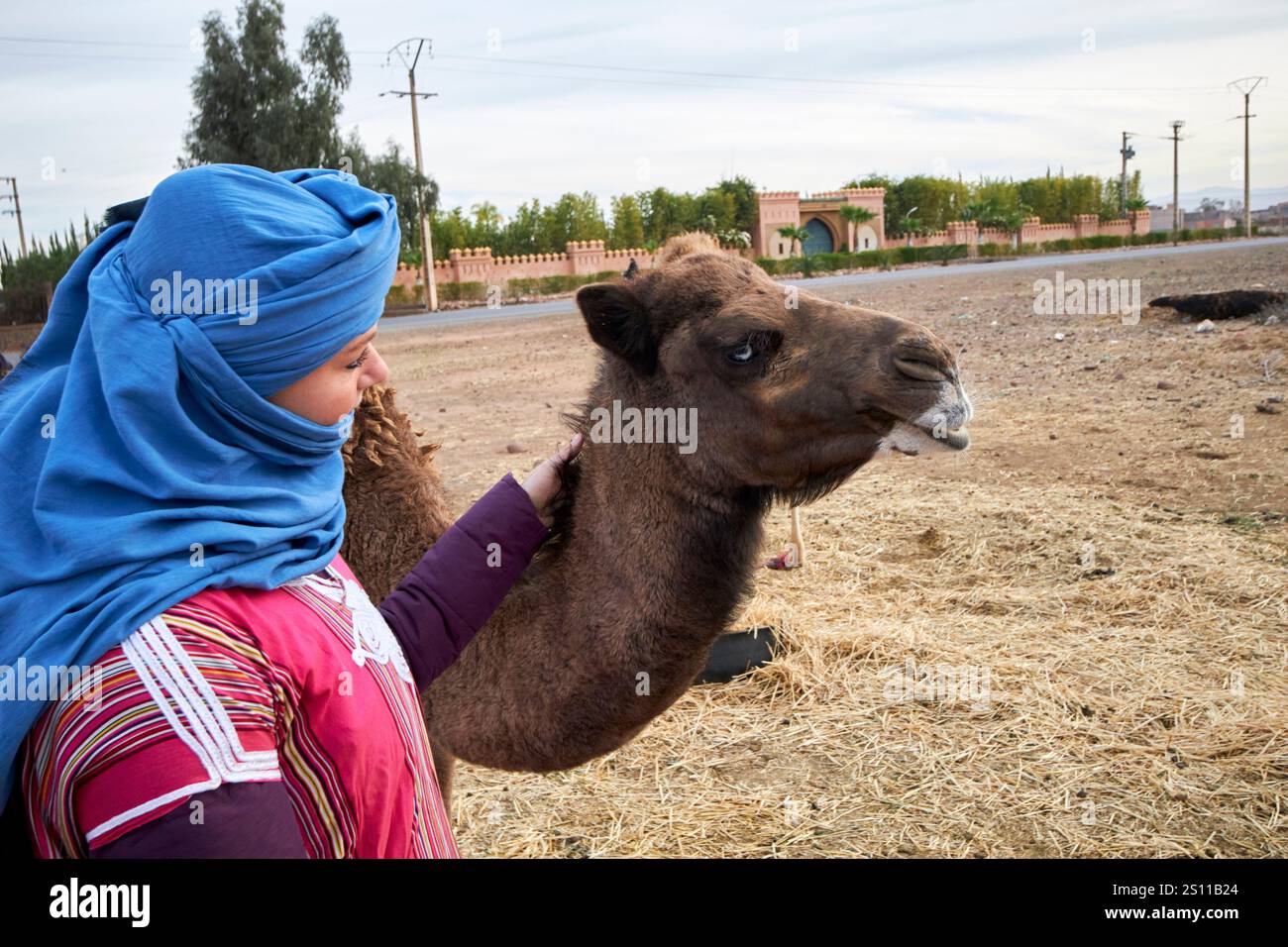 female tourist in traditional dress pets a dromedary camel douar bou ...