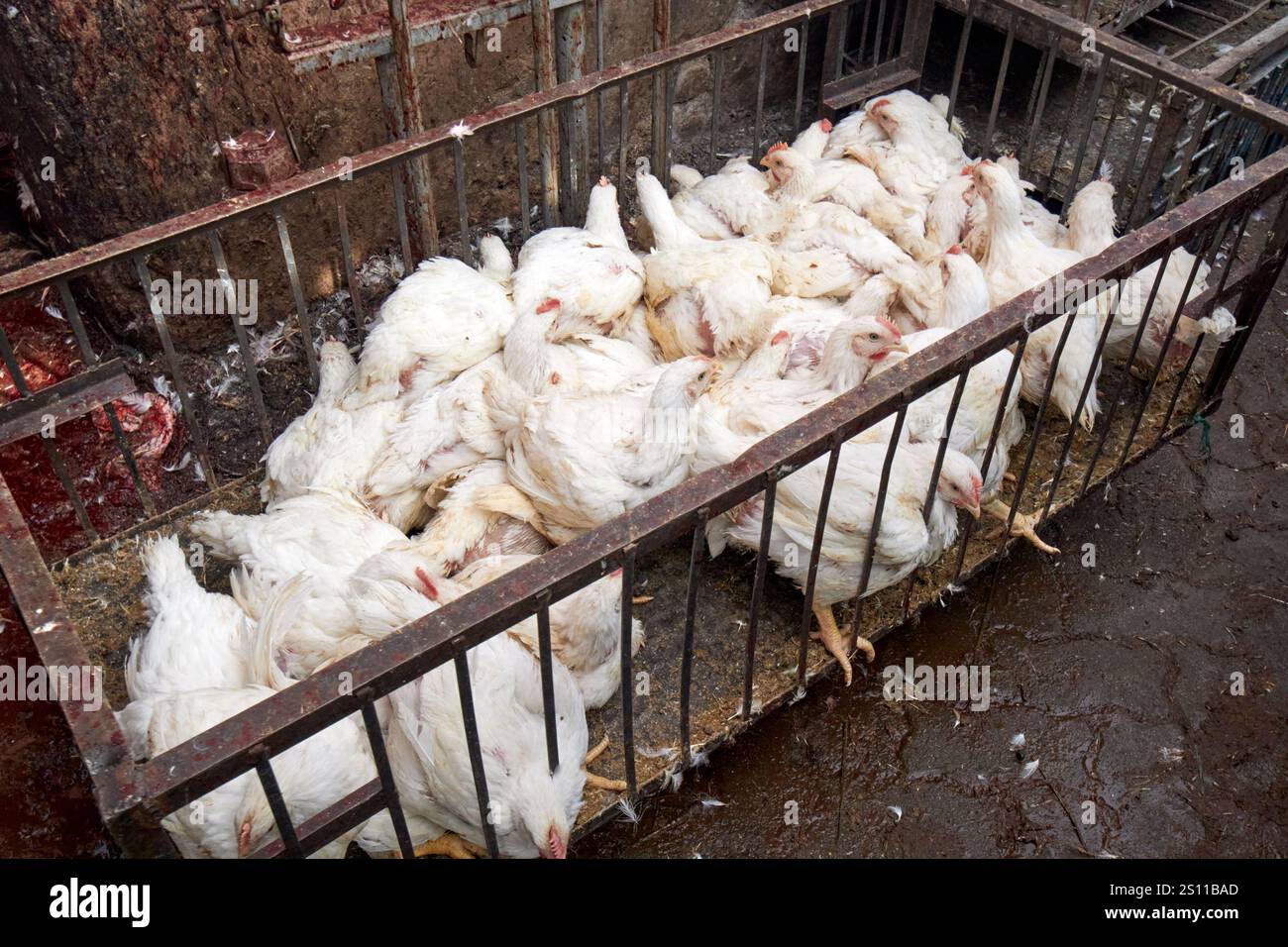 live white chickens held in a cage at a meat market at a traditional ...