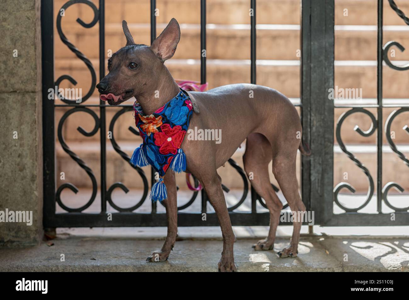 Noble Xoloitzcuintle: A Symbol of Mexican Heritage hairless Mexican dog ...