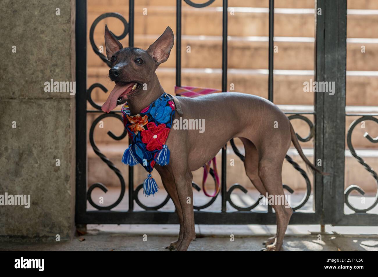 Noble Xoloitzcuintle: A Symbol of Mexican Heritage hairless Mexican dog ...
