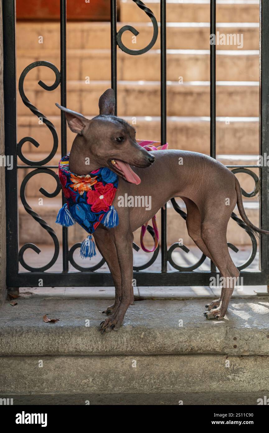 Noble Xoloitzcuintle: A Symbol of Mexican Heritage hairless Mexican dog ...