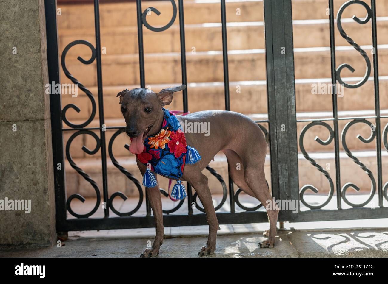 Noble Xoloitzcuintle: A Symbol of Mexican Heritage hairless Mexican dog ...
