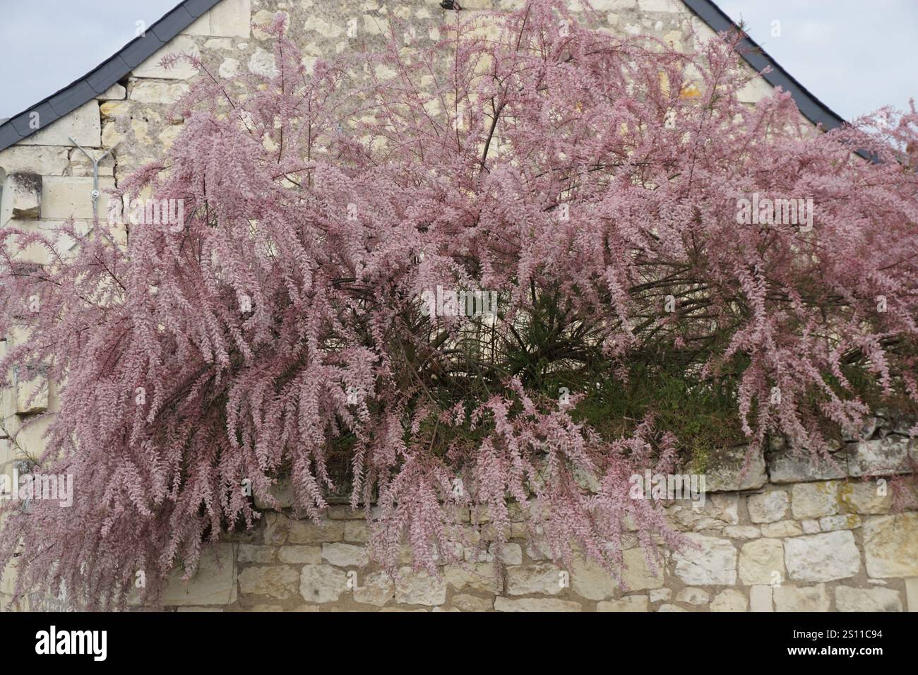 bright and colorful pink flowers of the tamarisk tree in the Loire ...