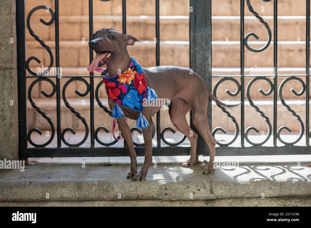 Noble Xoloitzcuintle: A Symbol of Mexican Heritage hairless Mexican dog ...