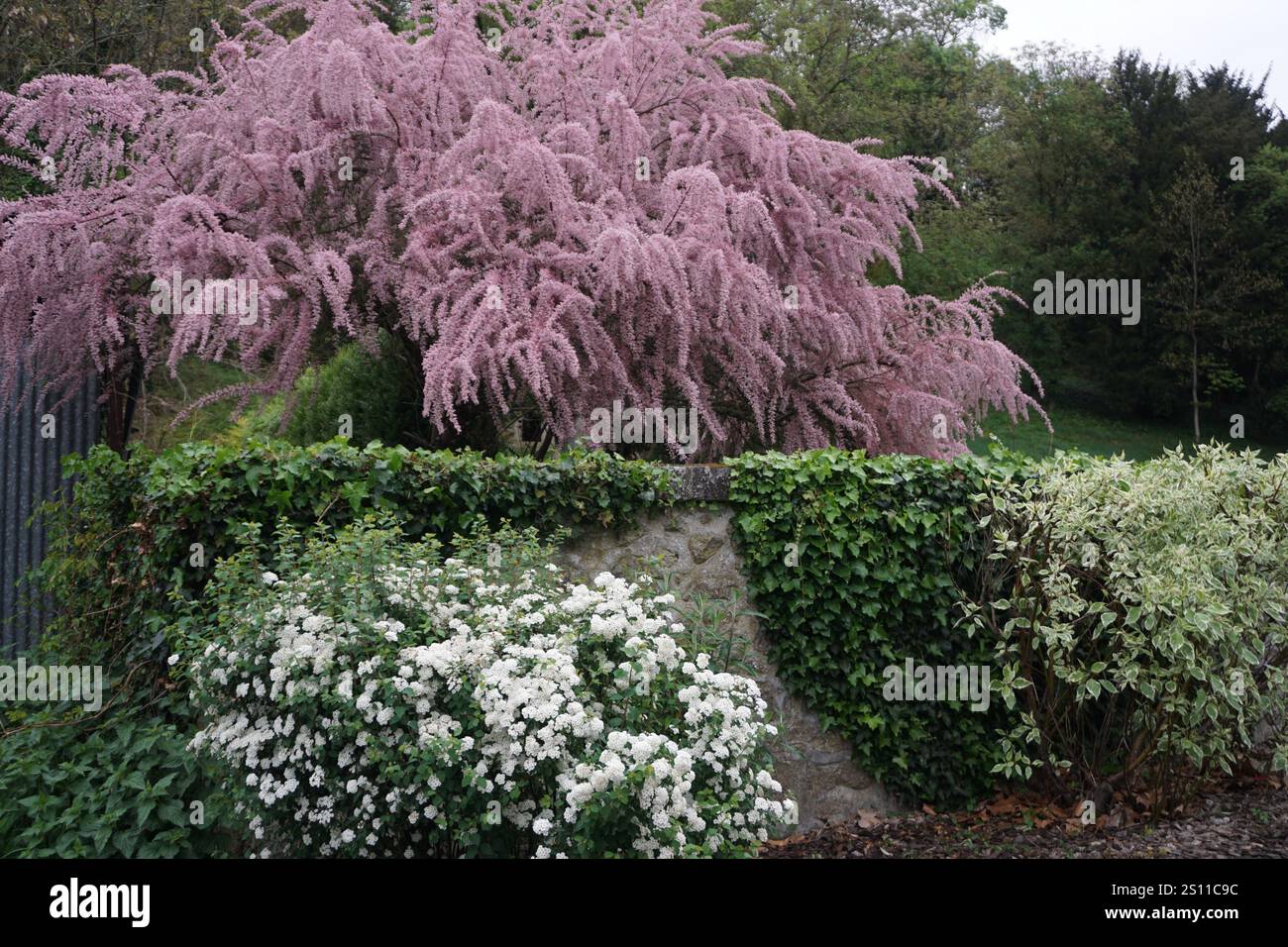 bright and colorful pink flowers of the tamarisk tree in the Loire ...