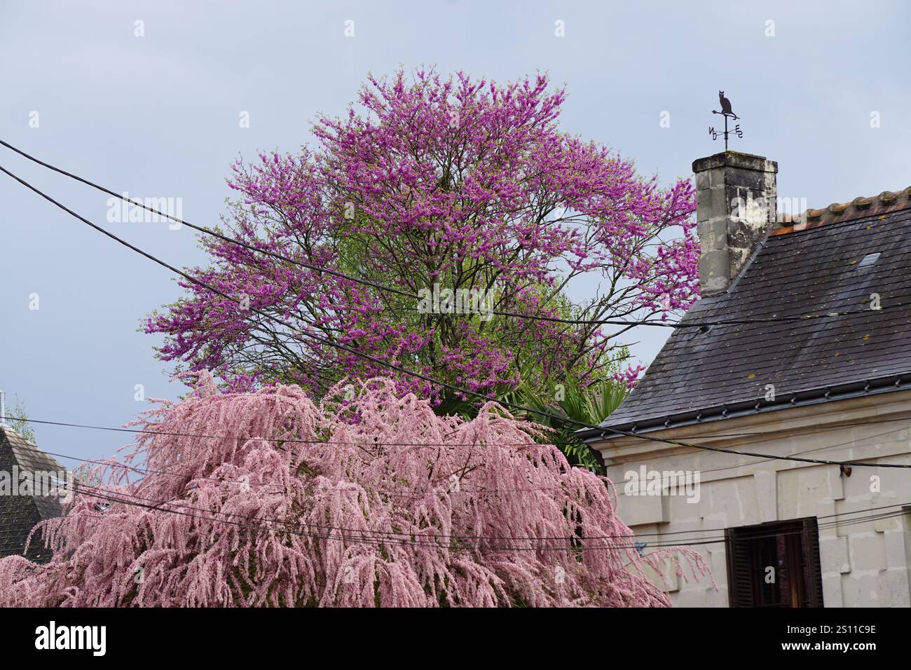 bright and colorful pink flowers of the tamarisk tree in the Loire ...