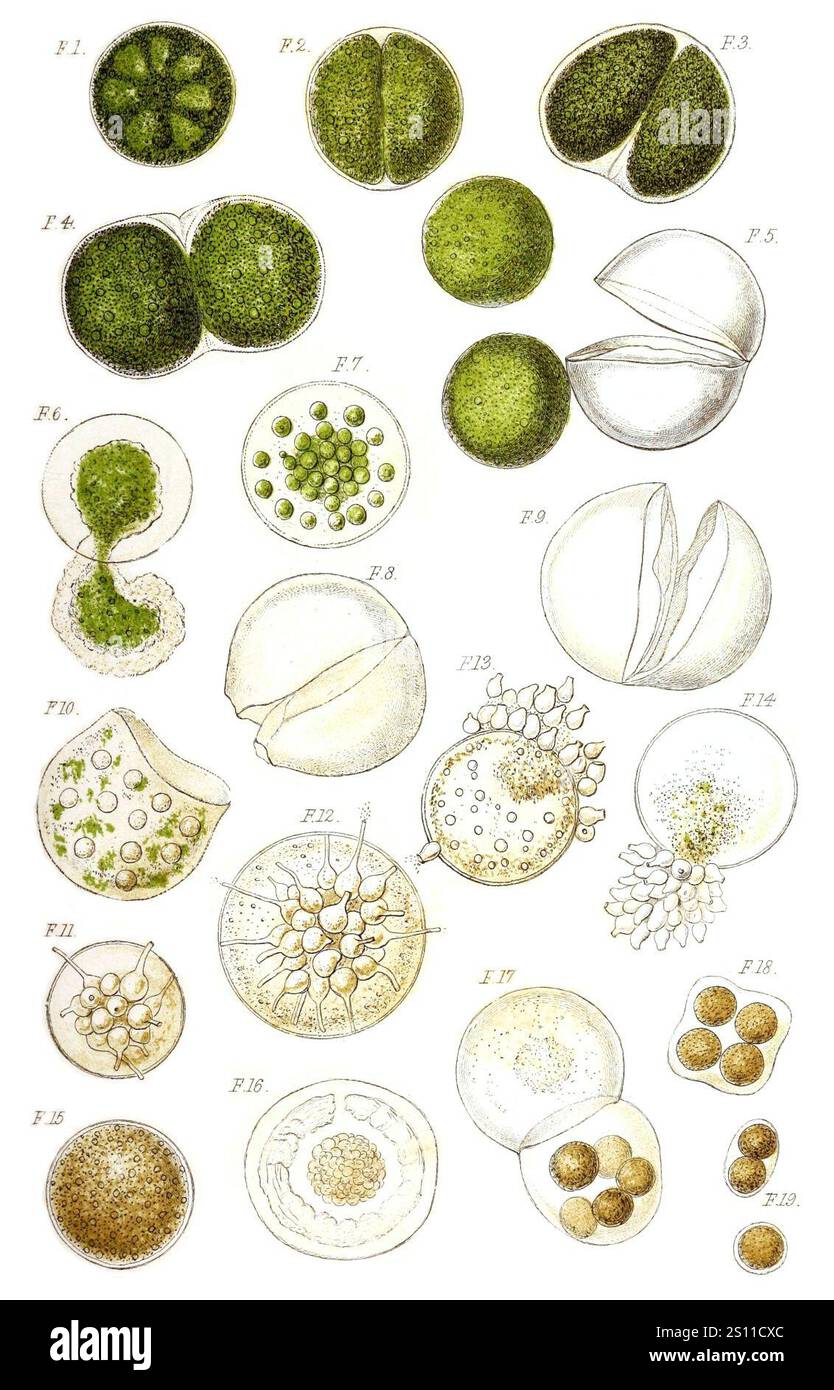 Eremosphaera viridis as Chlorosphaera oliveri Stock Photo - Alamy