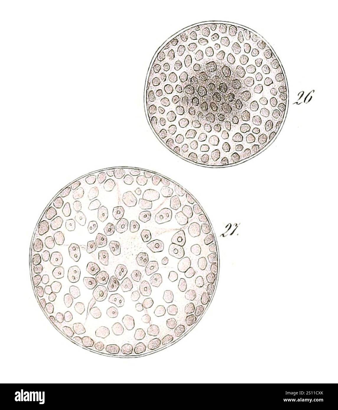 Eremosphaera viridis hi-res stock photography and images - Alamy