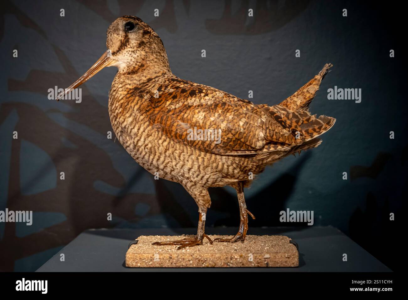 Paris, France - 12 26 2024: Stuffed animal. Woodcock Stock Photo - Alamy