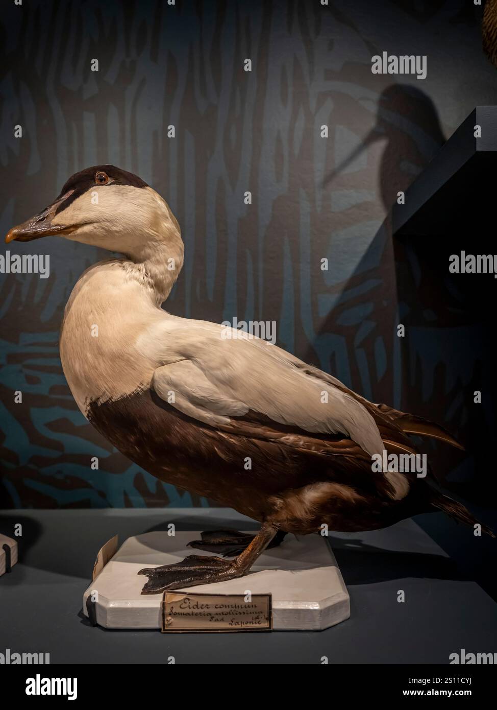 Paris, France - 12 26 2024: Stuffed animal. Common Eider, female Stock ...