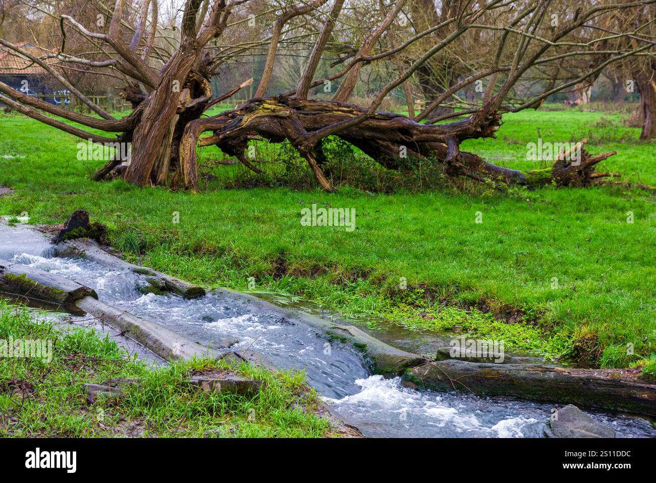 Stream restoration willow hi-res stock photography and images - Alamy