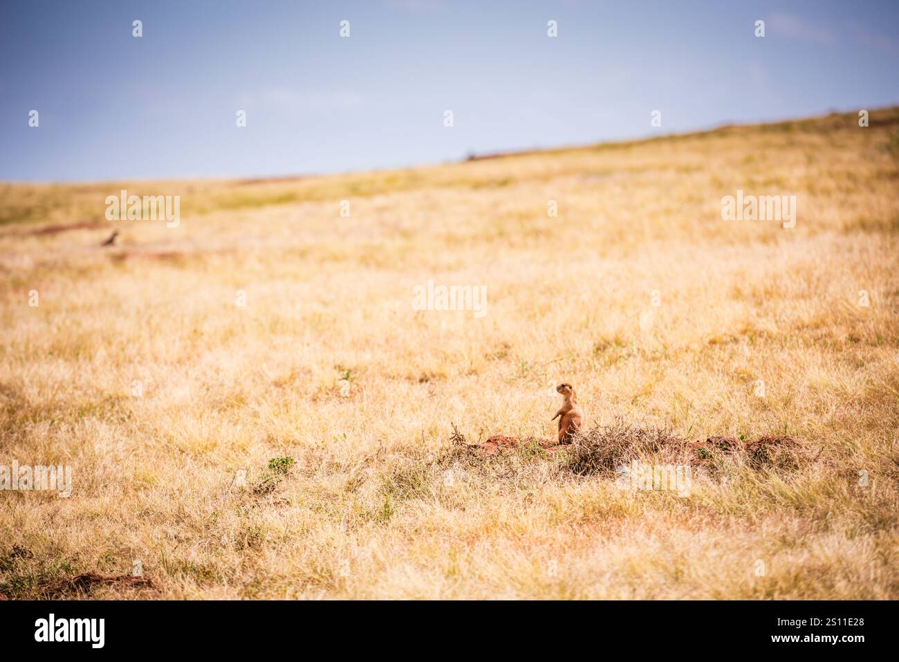 Gopher stands up in grassy field at Wind Cave National Park in South ...