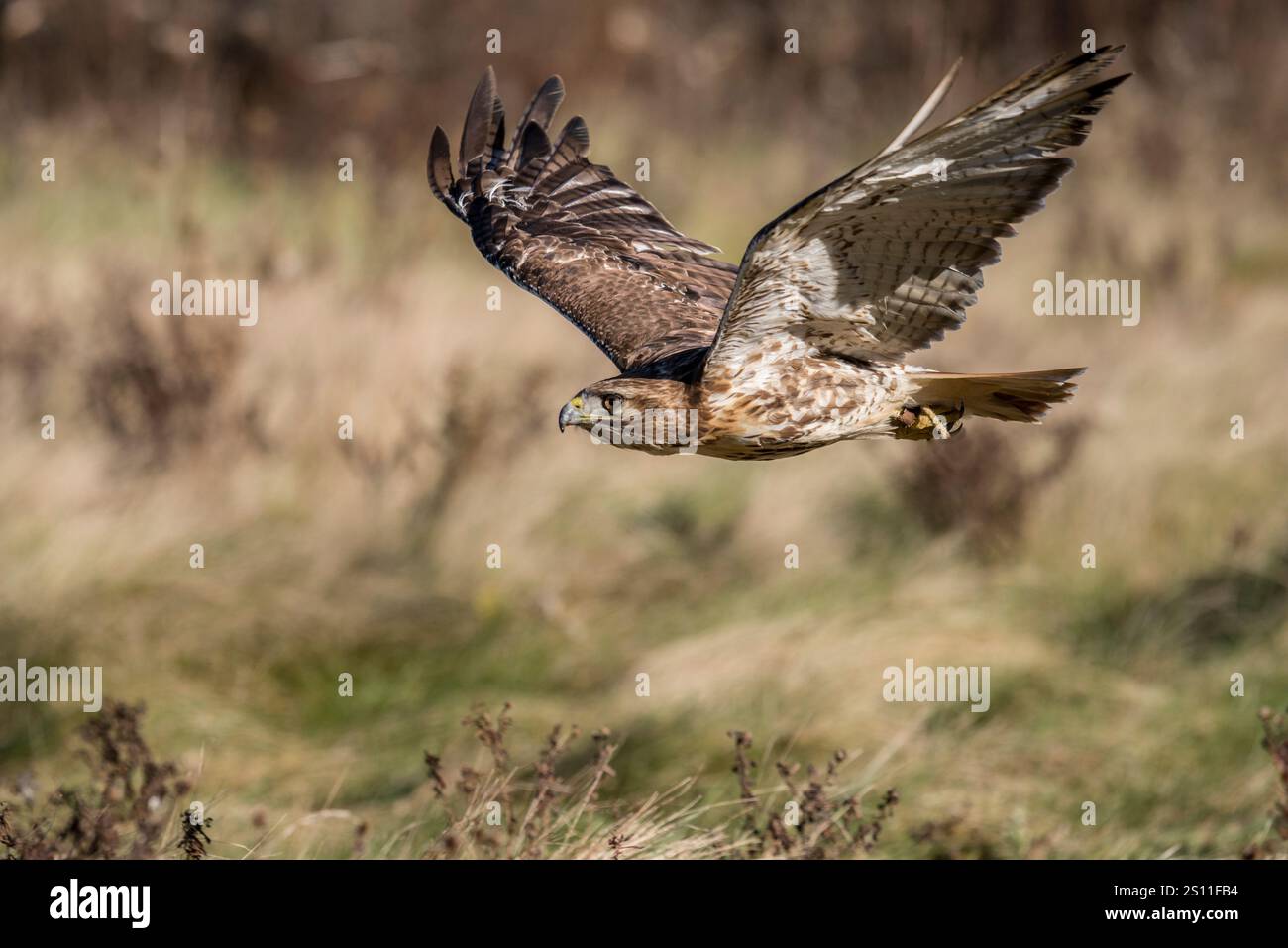 The red-tailed hawk is a large, powerful bird of prey known for its ...