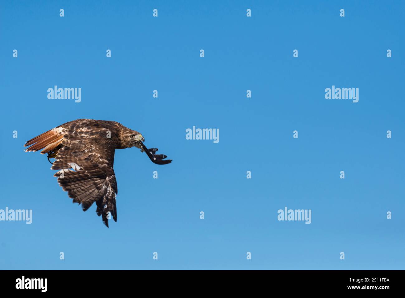 The red-tailed hawk is a large, powerful bird of prey known for its ...