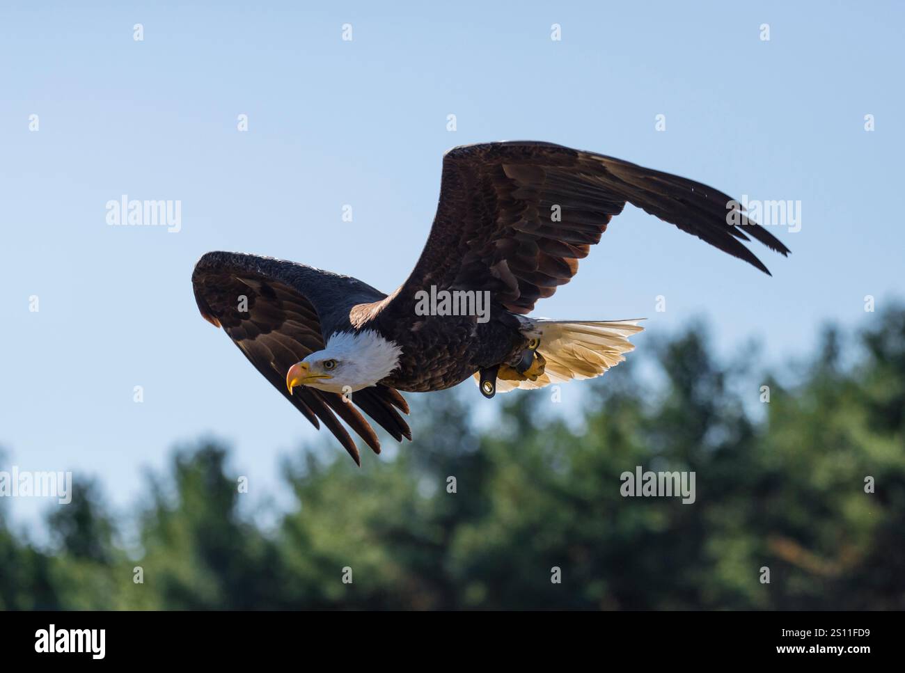 The great American bald eagle is a symbol of strength and freedom, renowned for its striking ...