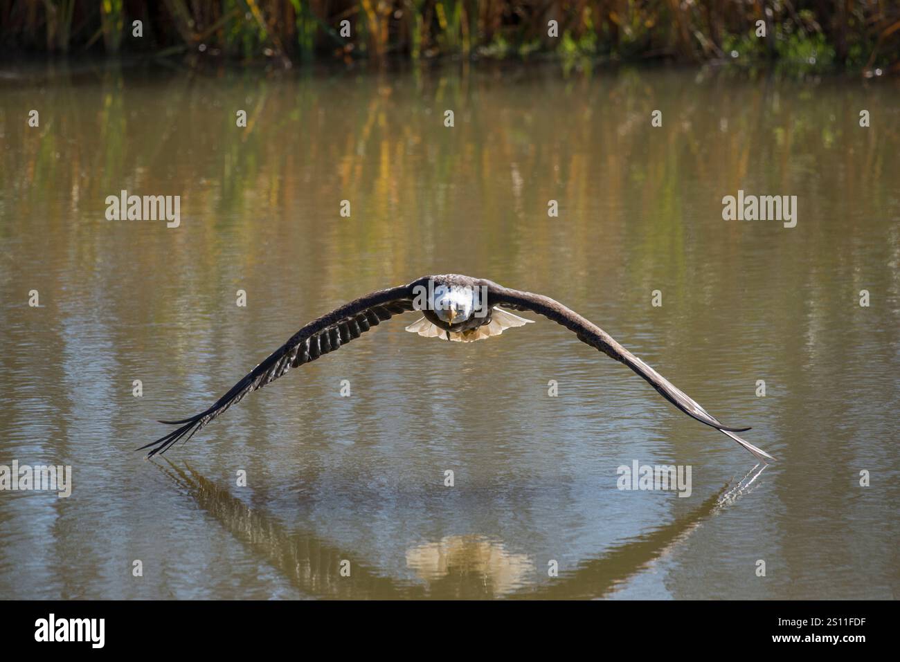 The great American bald eagle is a symbol of strength and freedom ...