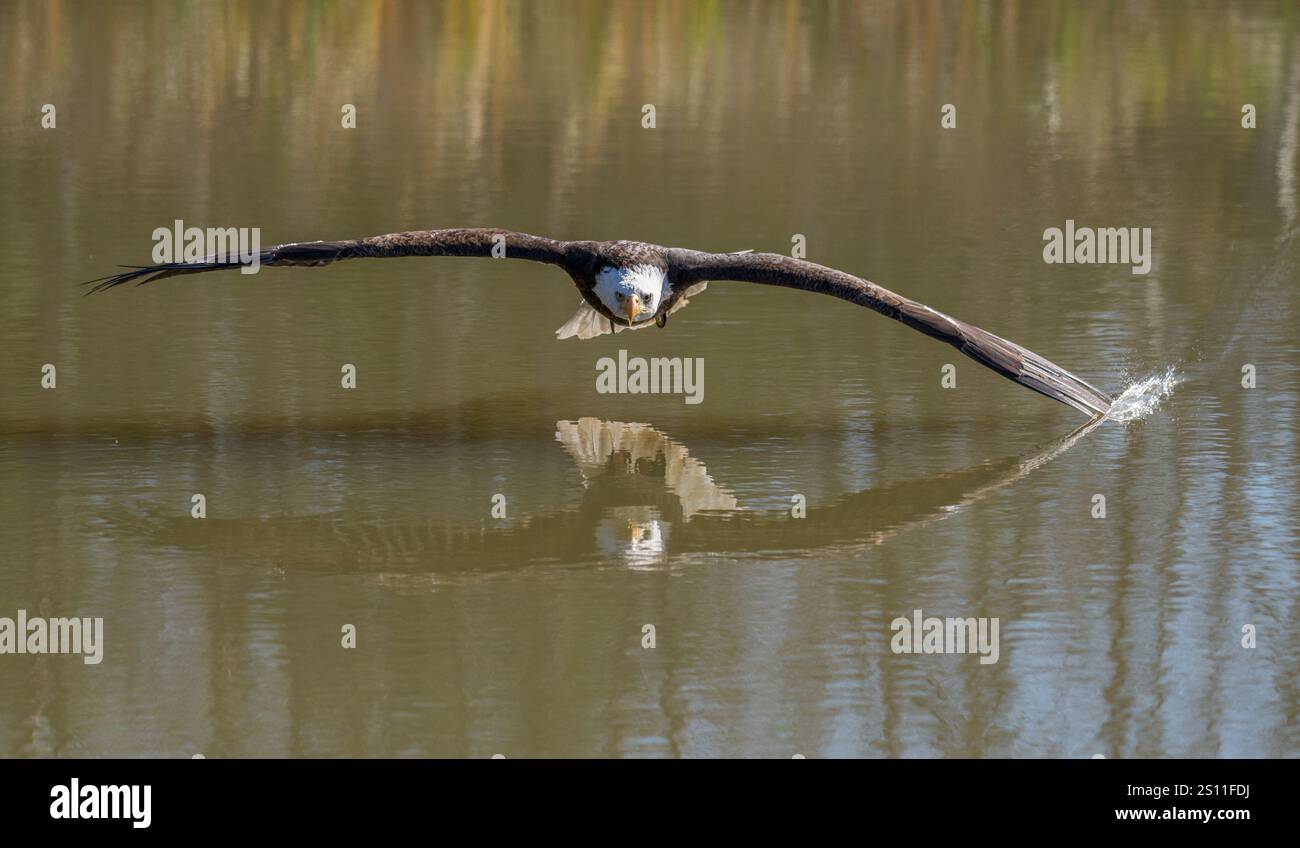 The great American bald eagle is a symbol of strength and freedom ...