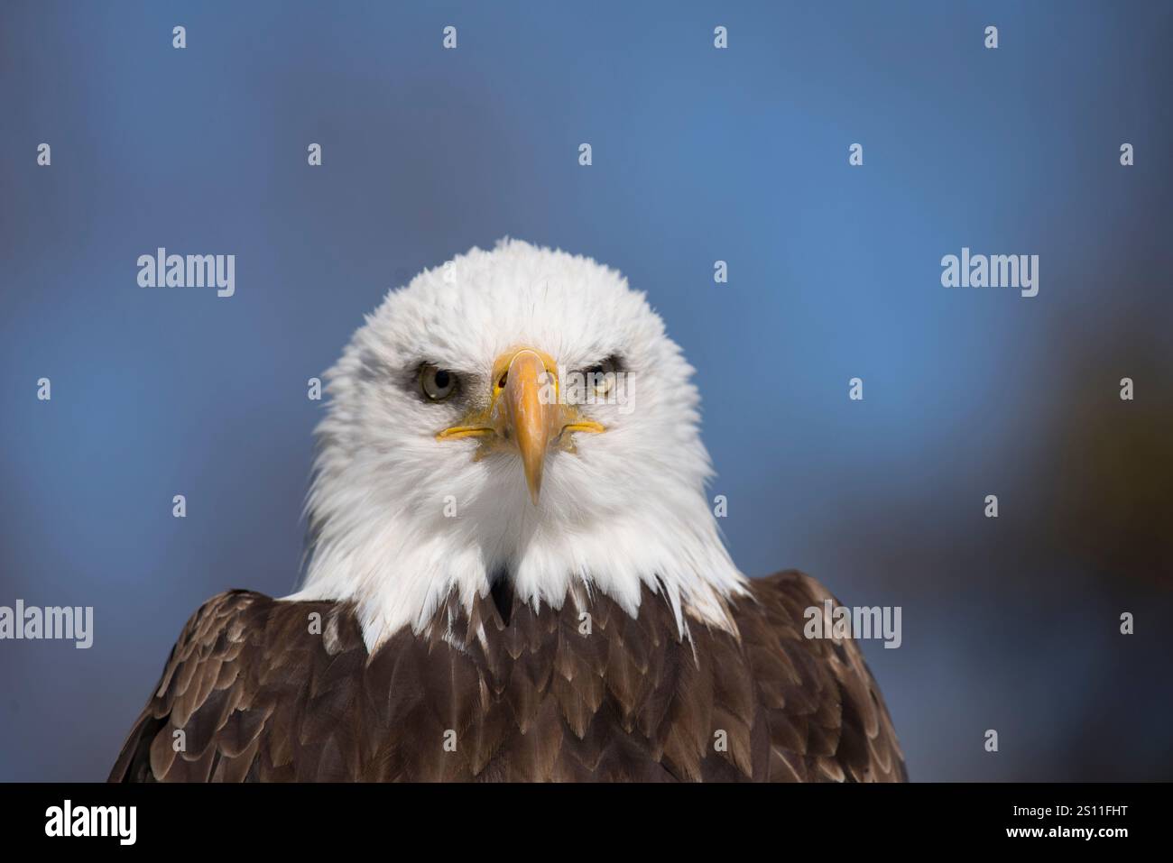 The great American bald eagle is a symbol of strength and freedom, renowned for its striking ...