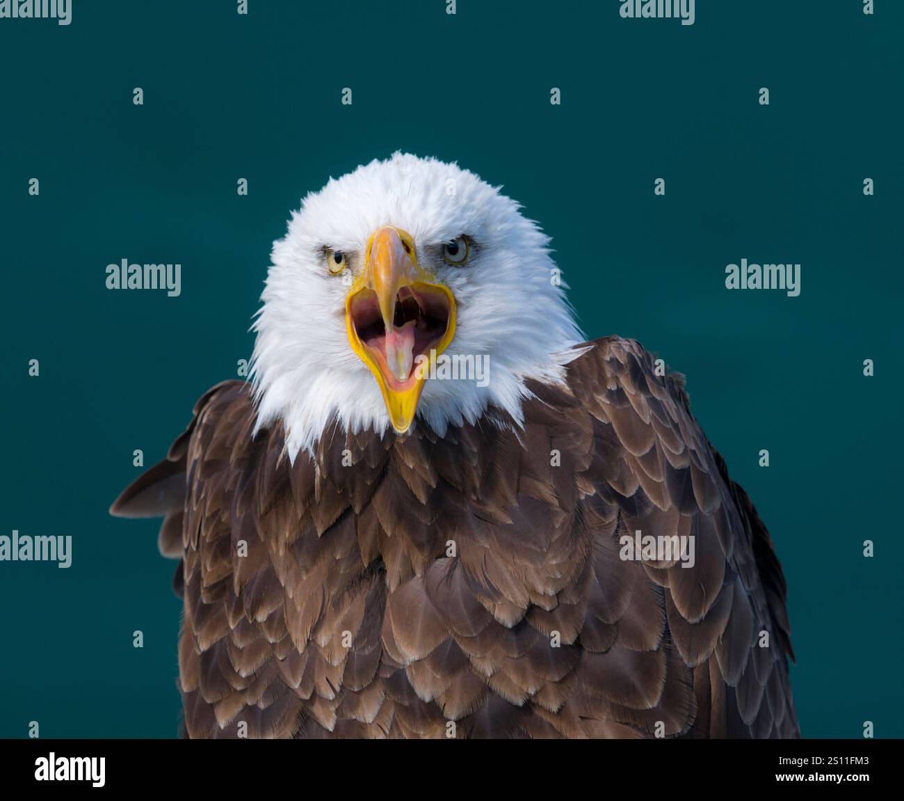 The great American bald eagle is a symbol of strength and freedom, renowned for its striking ...