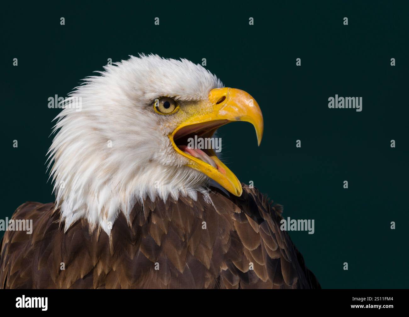 The great American bald eagle is a symbol of strength and freedom, renowned for its striking ...