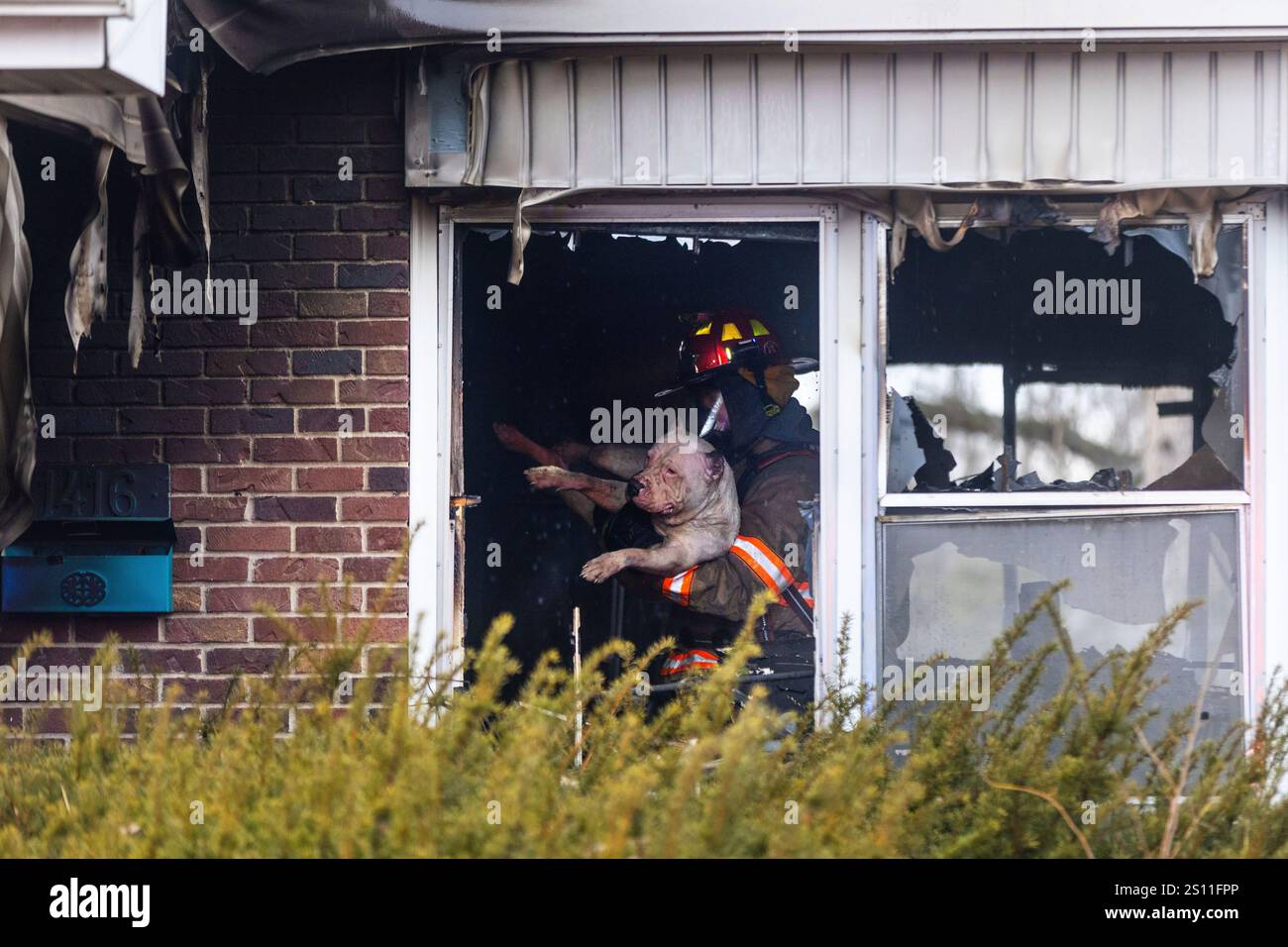 A firefighter rescues a dog named Karma after fighting a fire in ...