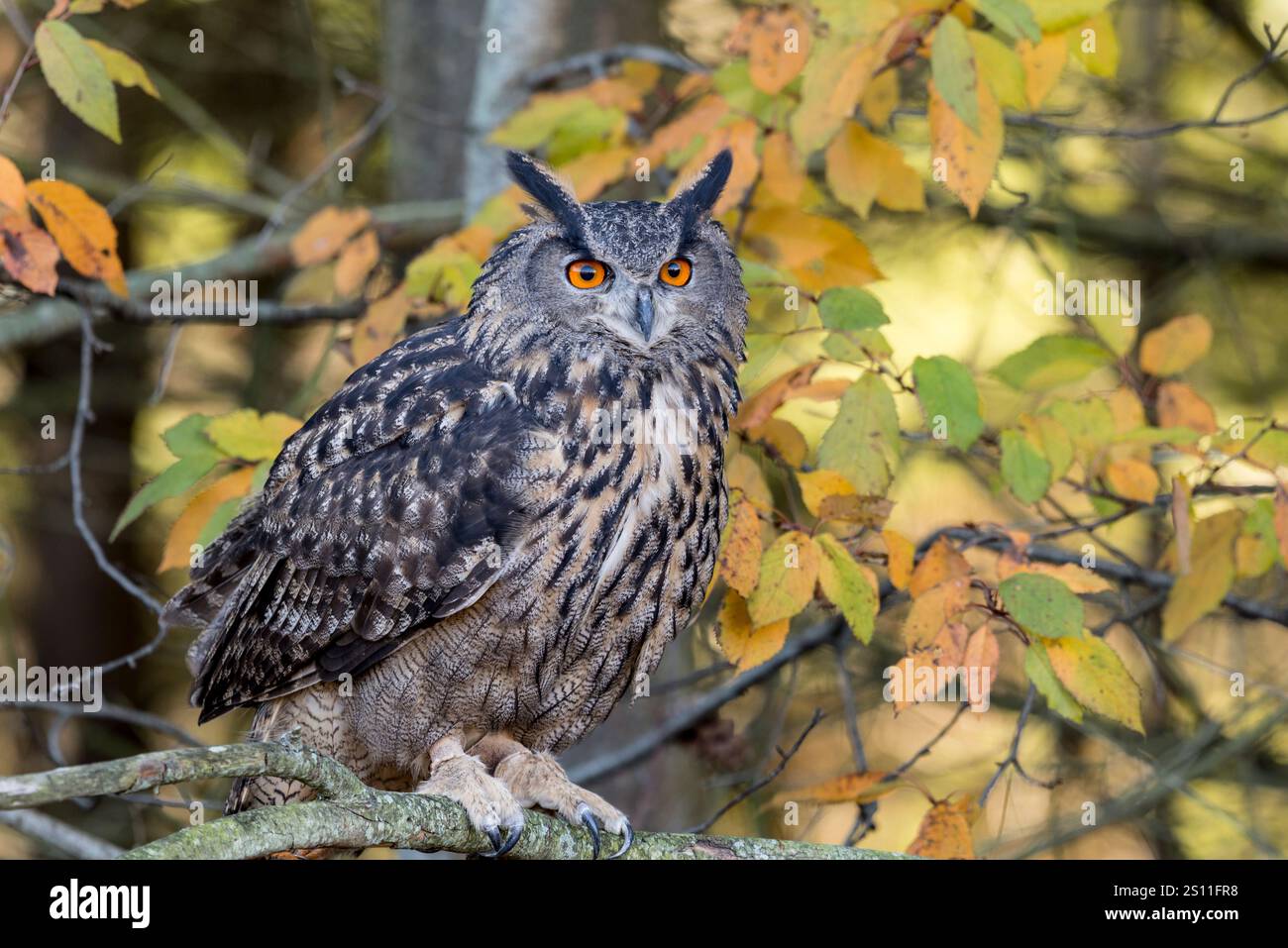The great horned owl is a powerful and adaptable raptor known for its ...