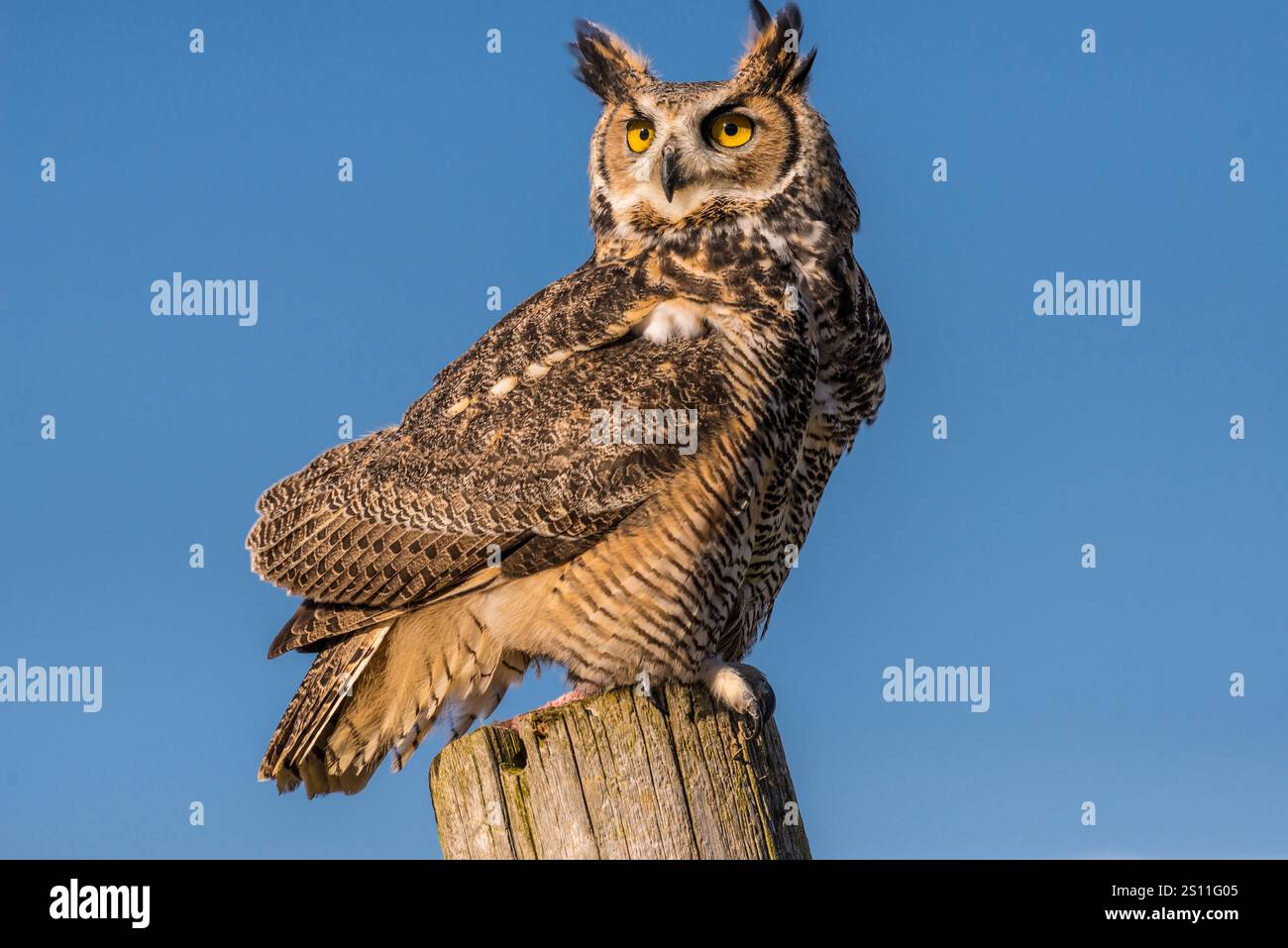 The great horned owl is a powerful and adaptable raptor known for its ...