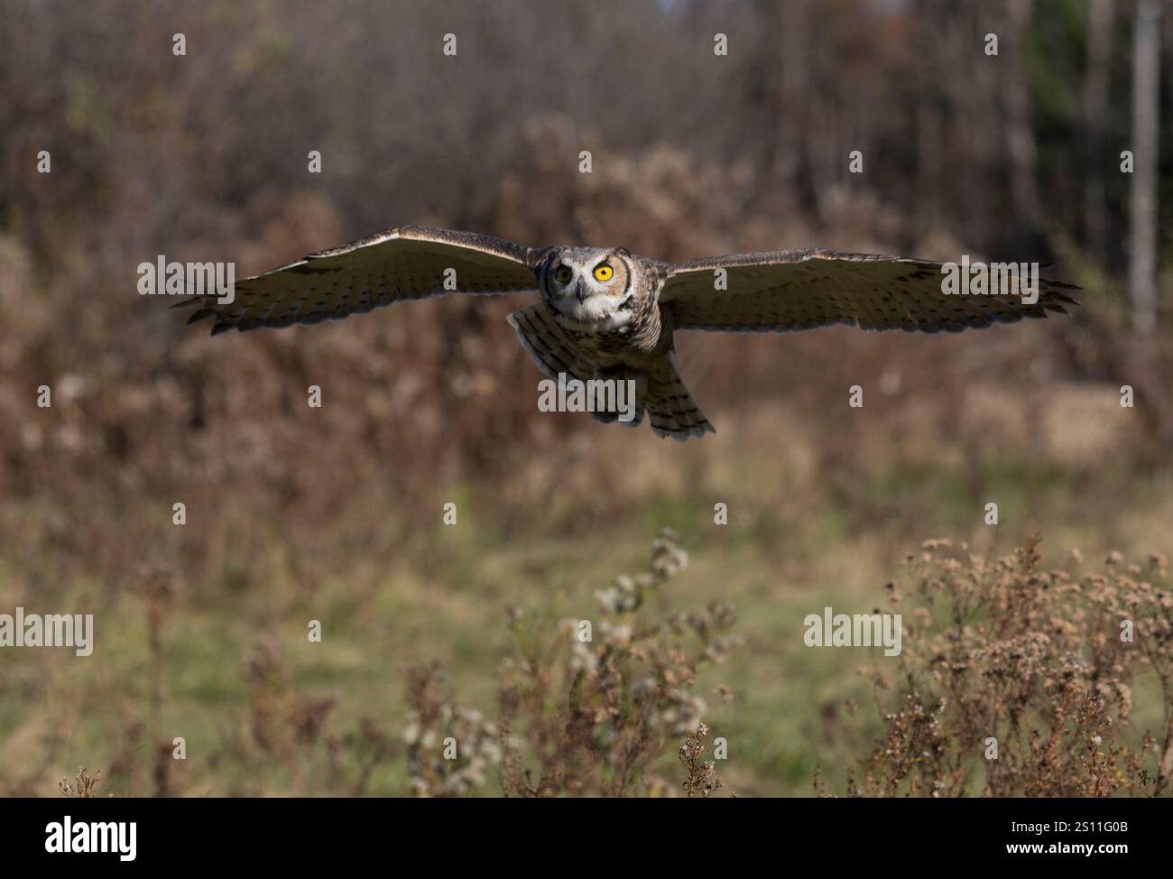 The great horned owl is a powerful and adaptable raptor known for its ...