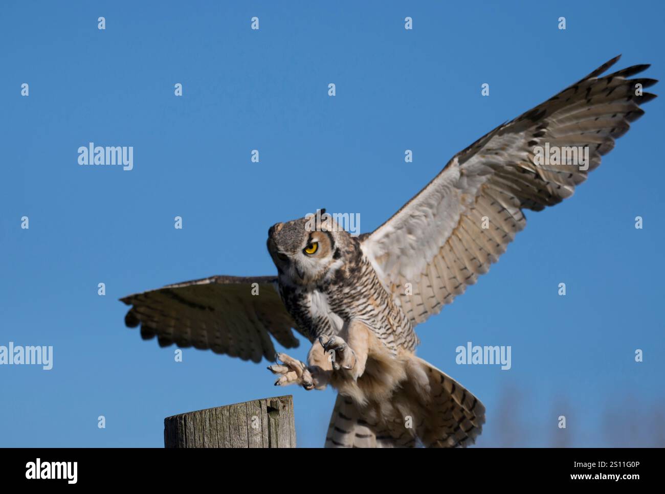 The great horned owl is a powerful and adaptable raptor known for its ...