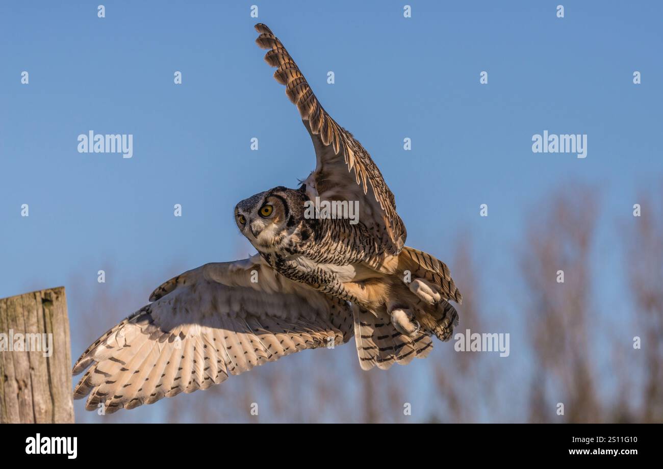 The great horned owl is a powerful and adaptable raptor known for its ...