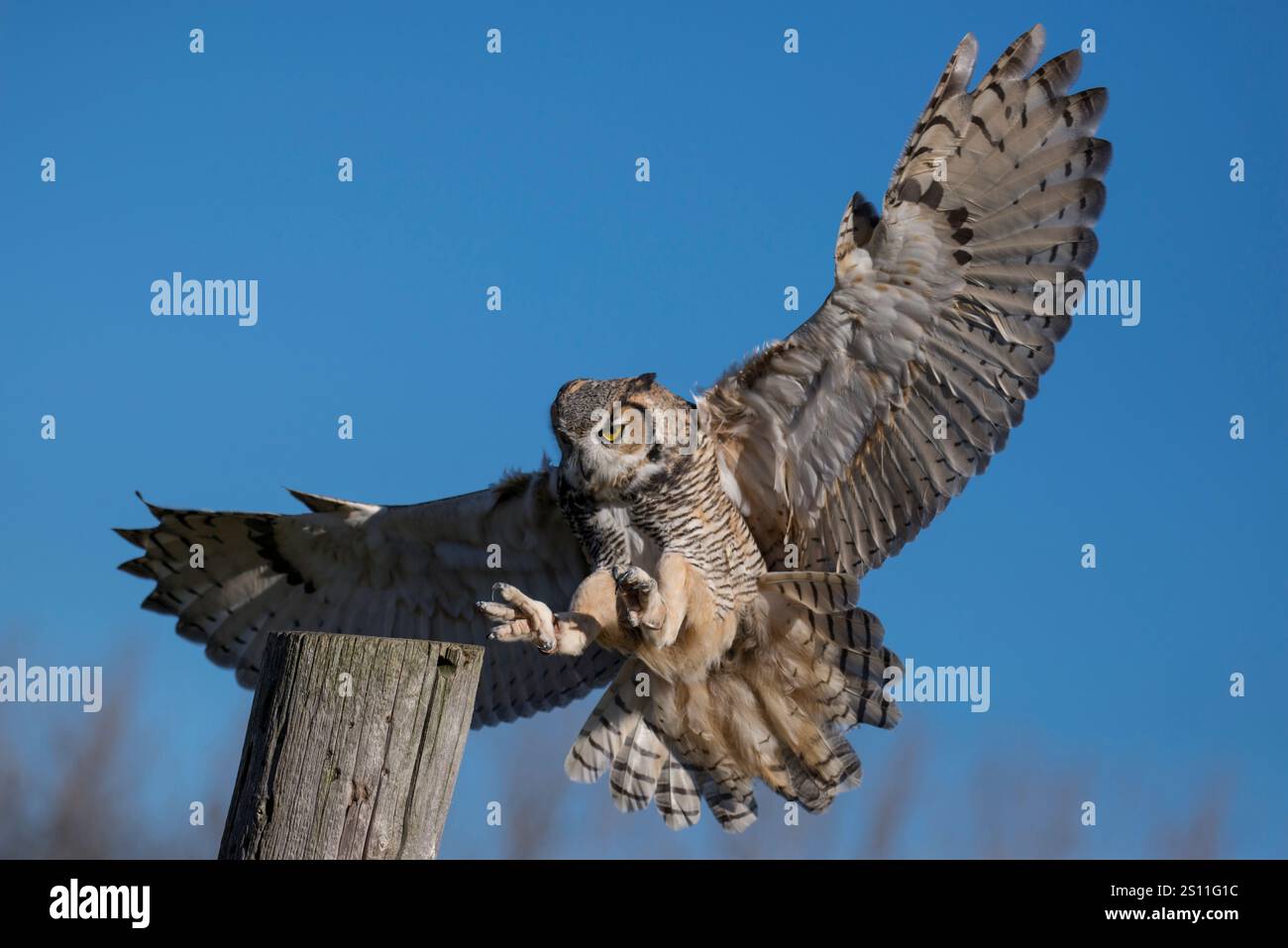 The great horned owl is a powerful and adaptable raptor known for its ...