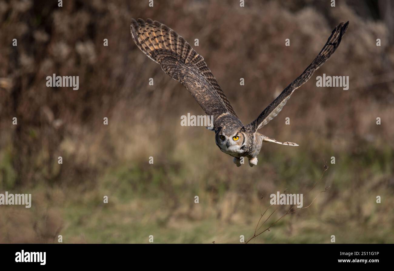 The great horned owl is a powerful and adaptable raptor known for its ...