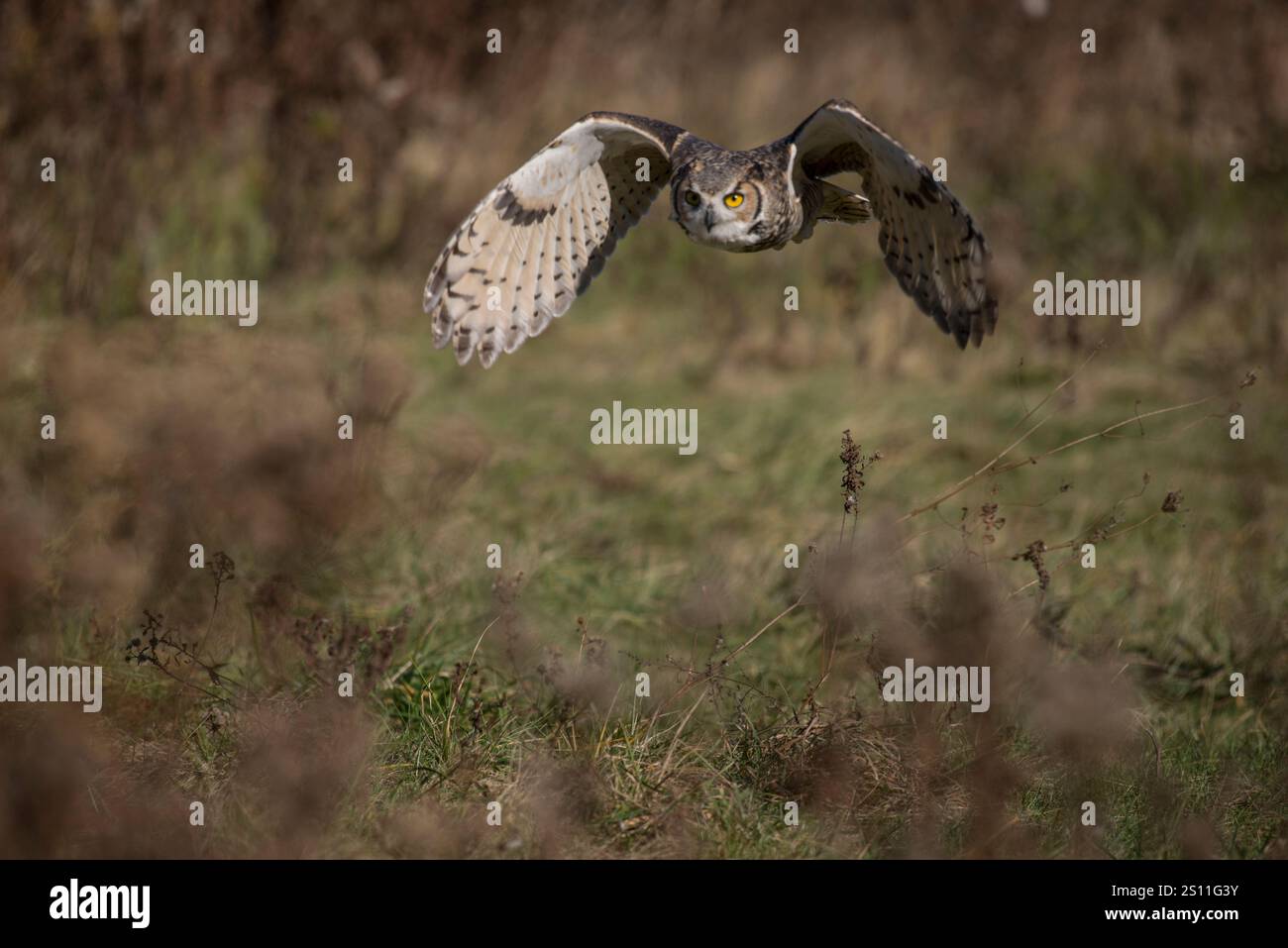The great horned owl is a powerful and adaptable raptor known for its ...