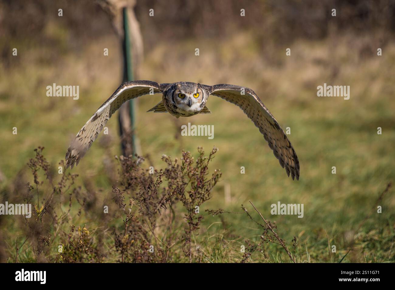 The great horned owl is a powerful and adaptable raptor known for its ...