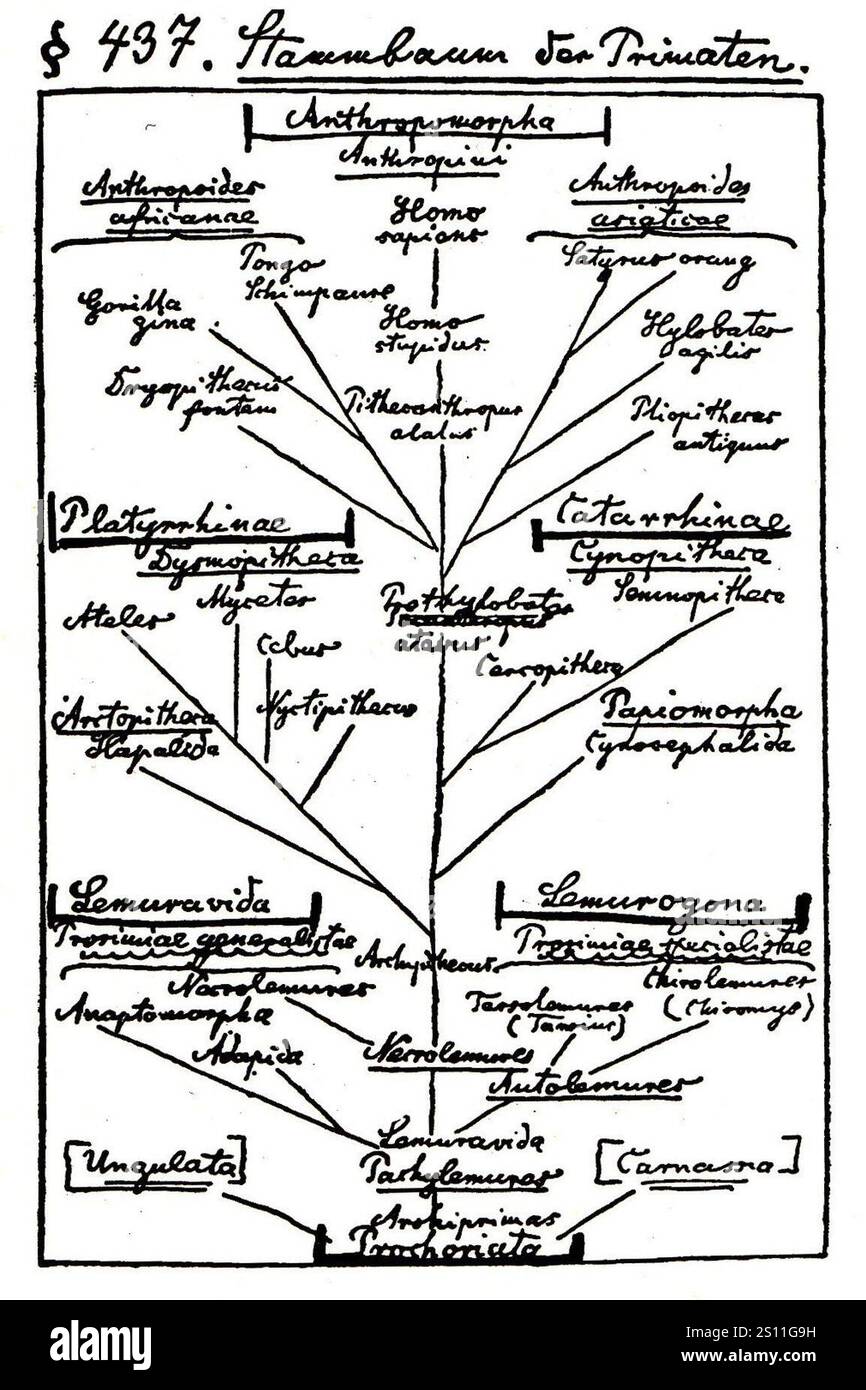 Ernst Haeckel - Tree of Life Stock Photo - Alamy