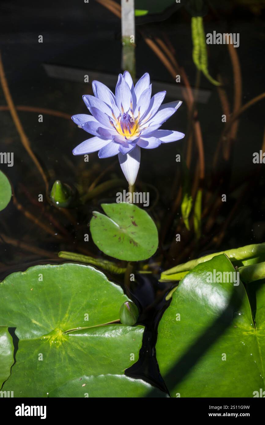 Waterlily MARK PULLEN, Sydney, NSW, Australia, Sydney, NSW, Australia Stock Photo - Alamy