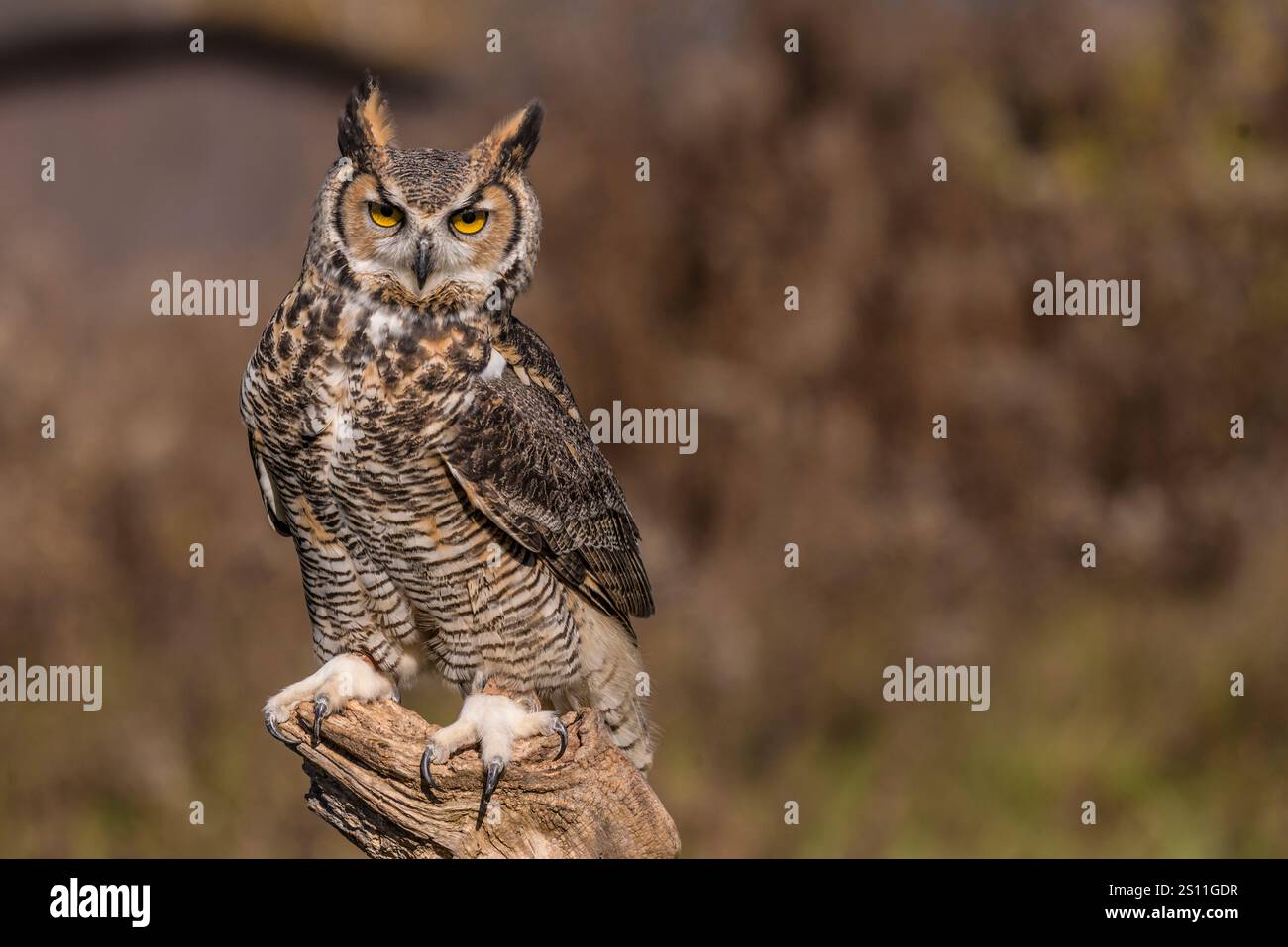 The great horned owl is a powerful and adaptable raptor known for its ...