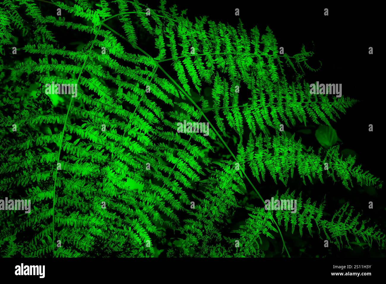 Green Fern with a high contrast lighting technique suitable for ...