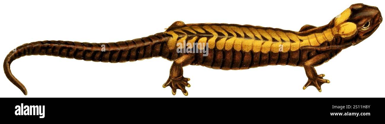 Erpétologie générale, ou, Histoire naturelle complète des reptiles ...