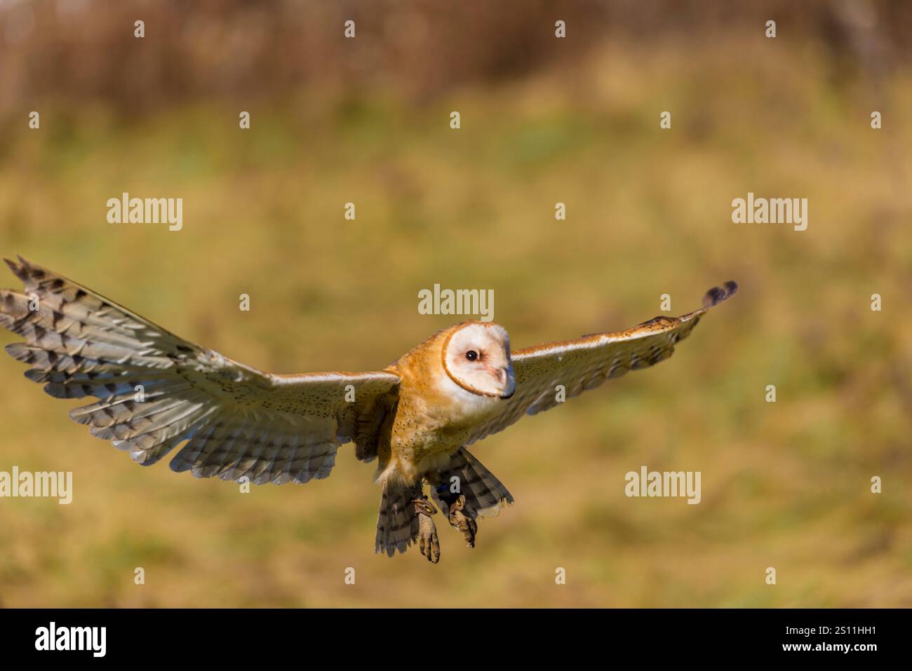 The barn owl is a nocturnal bird of prey, recognized for its heart-shaped face and silent flight ...