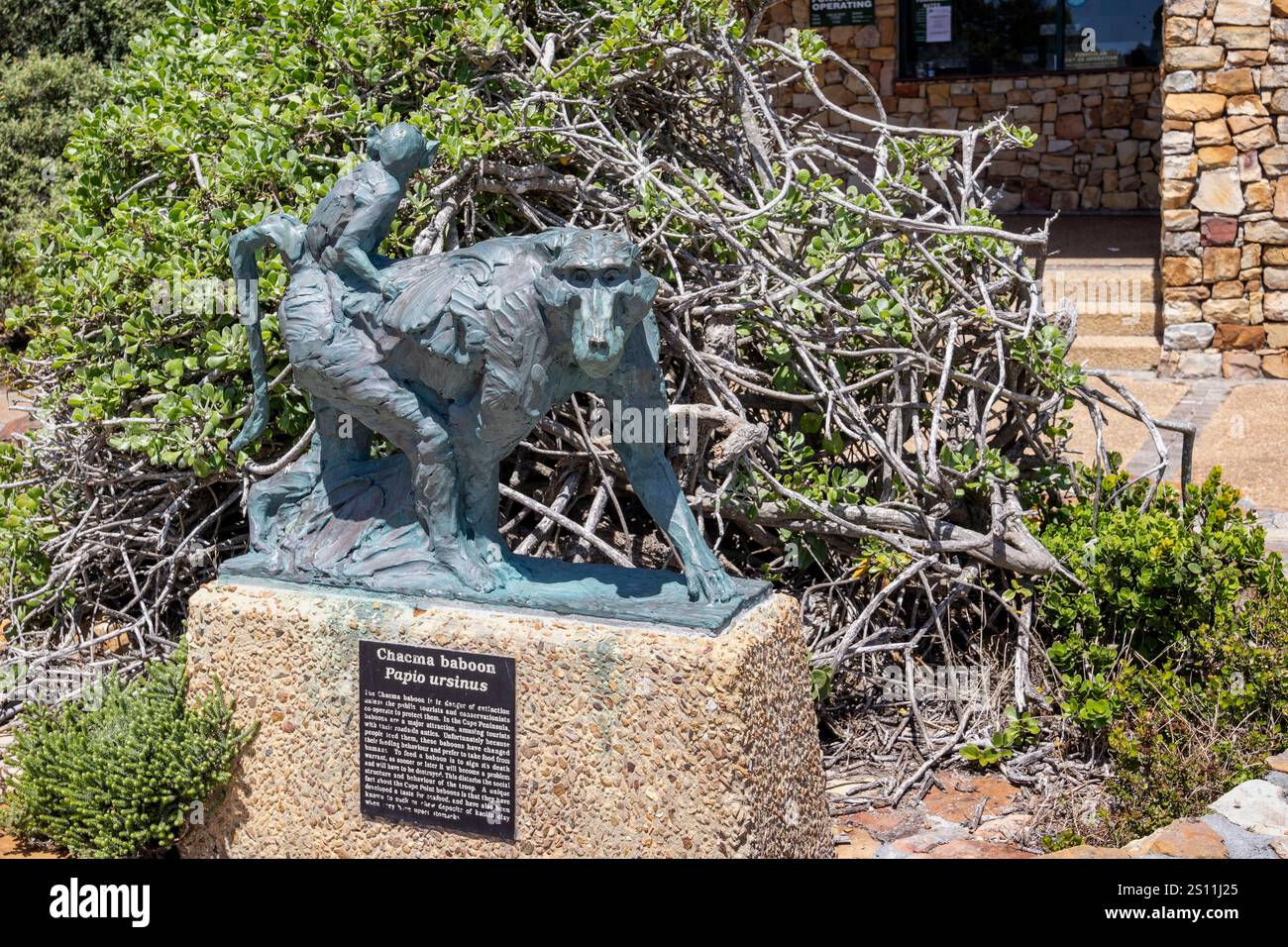 Bronze statue of a Chacma Baboon with young, at cape Point visitor ...