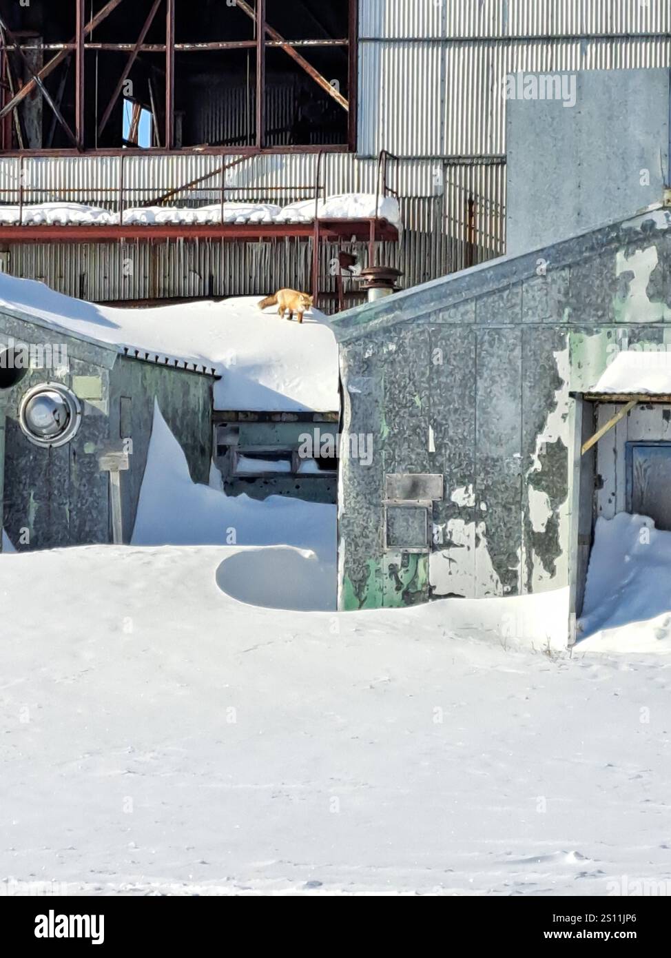 Arctic fox at the decommissioned rocket range in Churchill, Manitoba ...