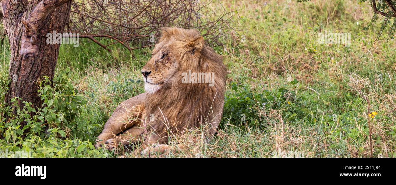 Male lion resting under tree Serengeti in Tanzania, East Africa Stock ...