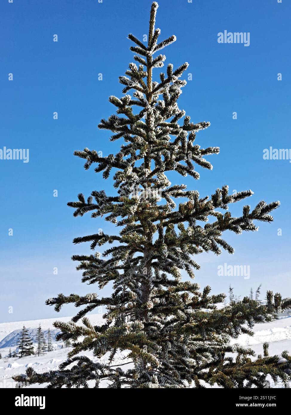 White spruce tree at the Miss Piggy crash site in Churchill, Manitoba ...