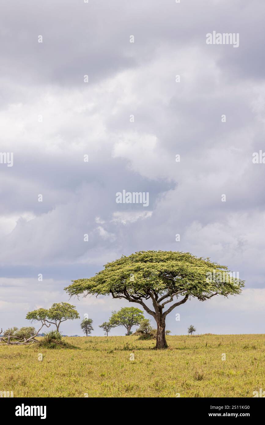 Vertical landscape with lonely tree during rainy season in Serengeti ...