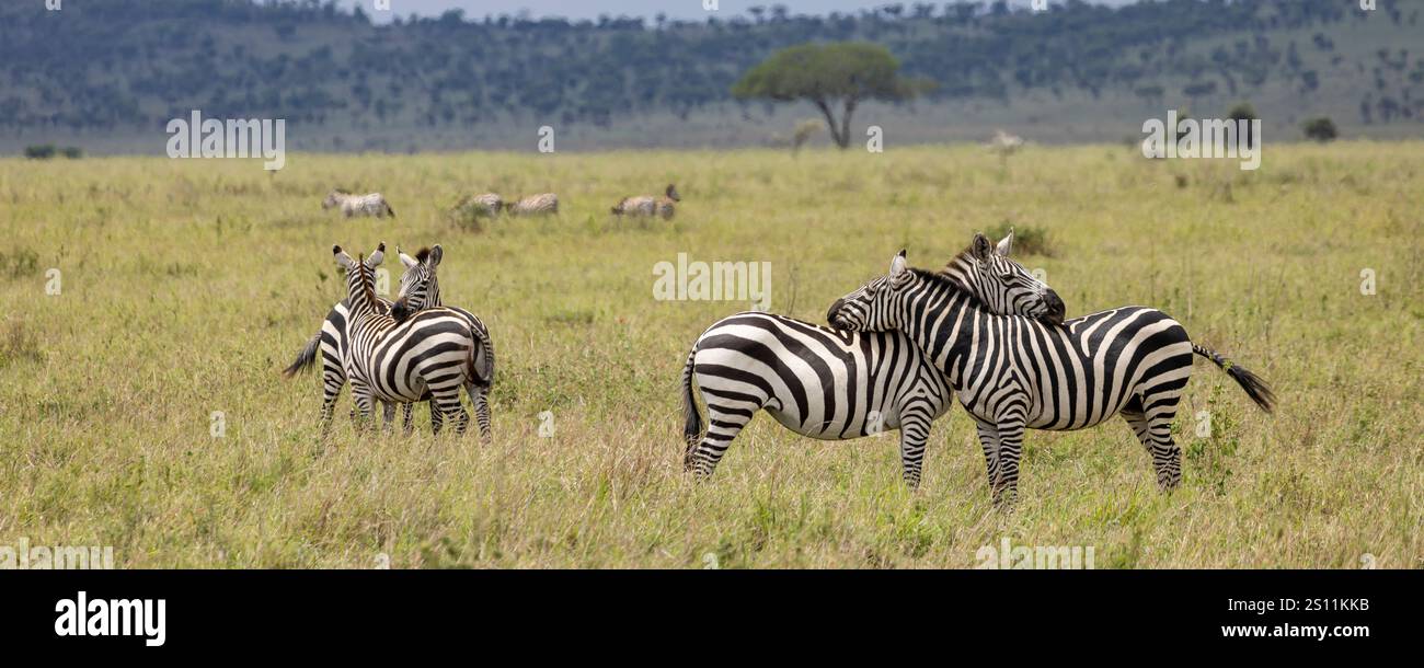 Zebra couples hugging each other in grassland Safari in Serengeti in ...