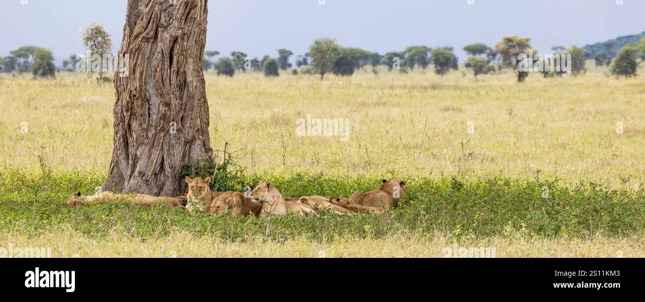 Group of female lions with their kids resting under tree Serengeti in Tanzania, East Africa ...