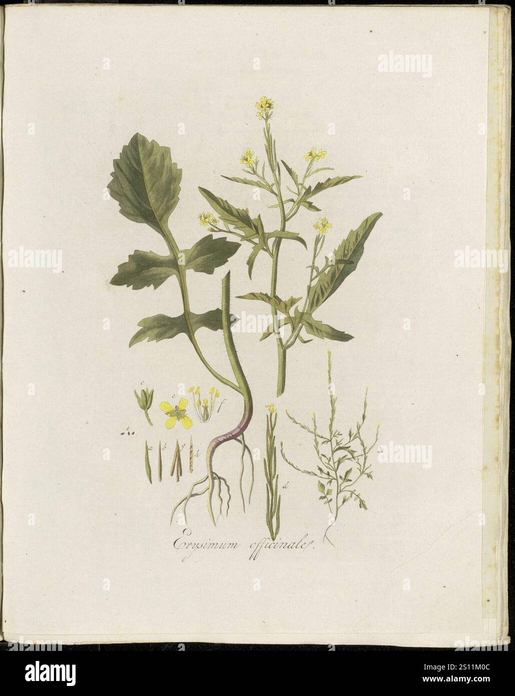 Erysimum officinale (modern=Sisymbrium officinale) - Pl0116 ...
