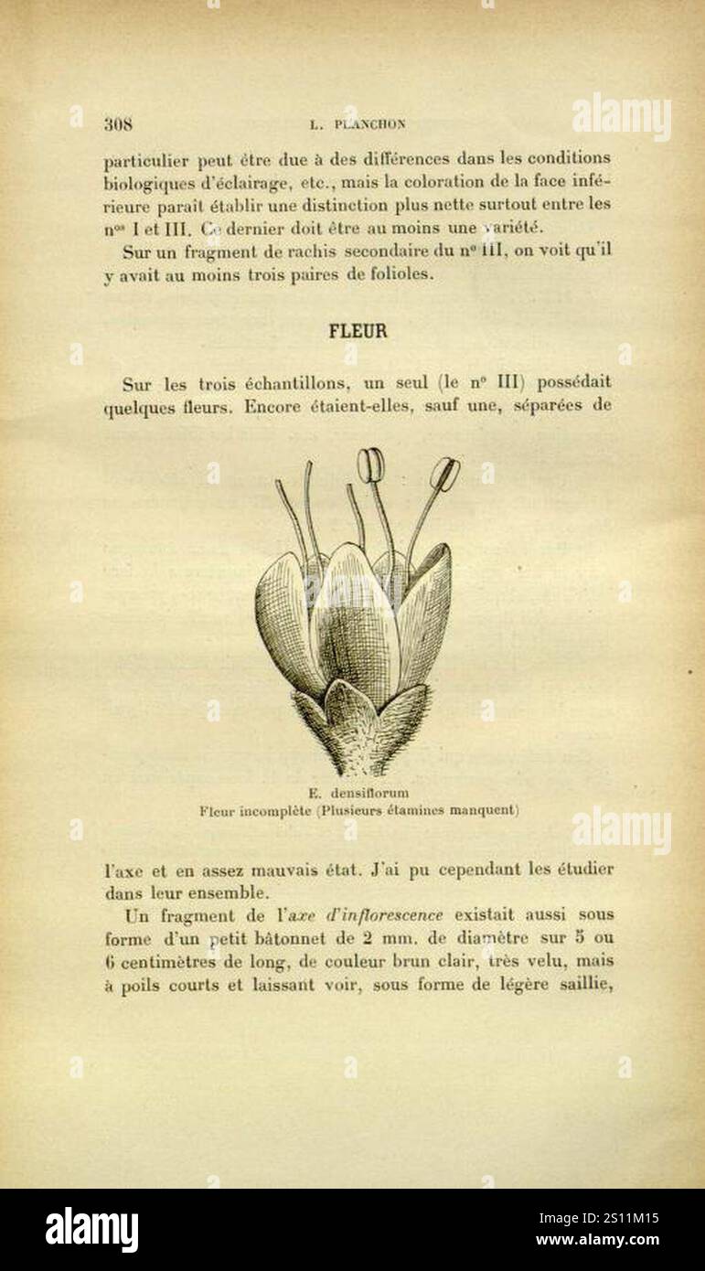 Erythrophleum densiflorum (Elmer) Merr. (incomplete flower, Planchon ...